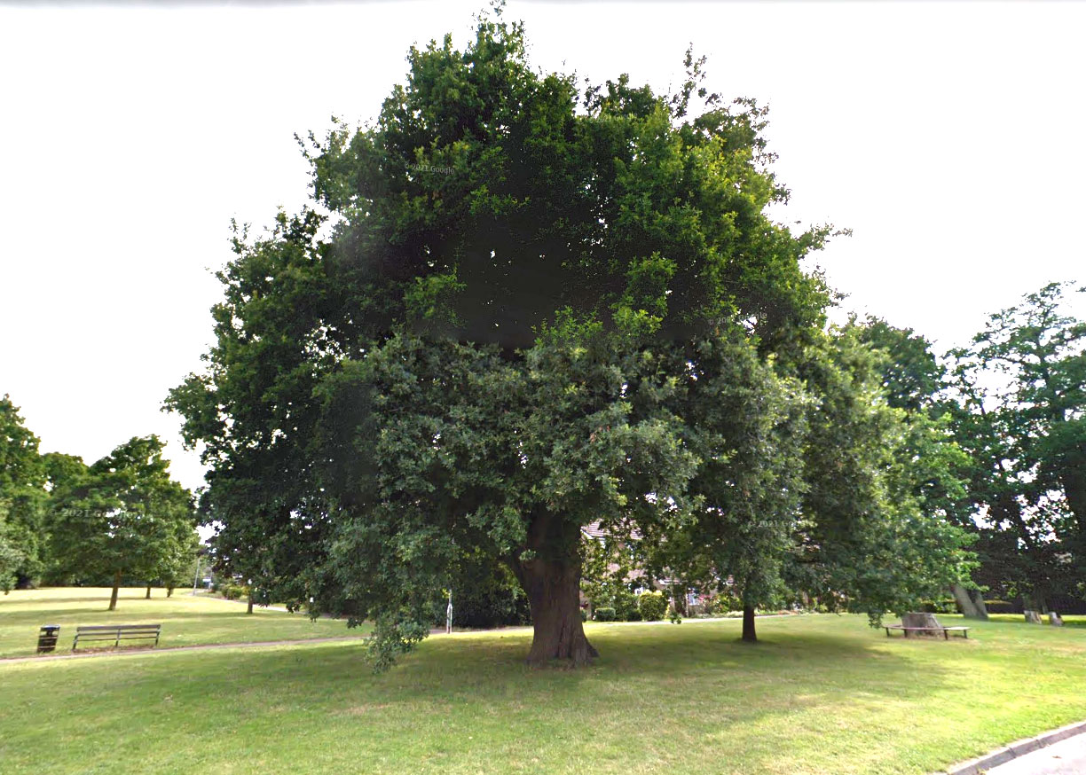 Veteran Tree Management - Heritage Oak Tree, Berkshire - Cheshire Woodlands